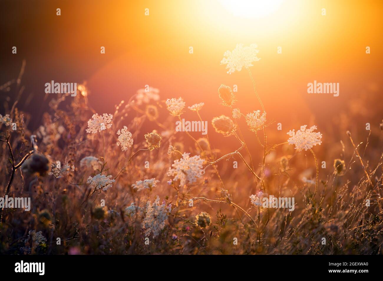 Nature backdrop. Beautiful summer meadow with wild flowers over sunset ...