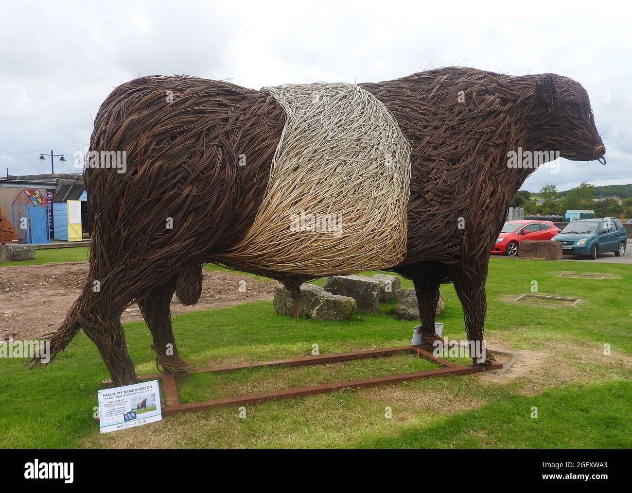 Kelton, the one ton wickerwork sculpture of a Belted Galloway breed ...