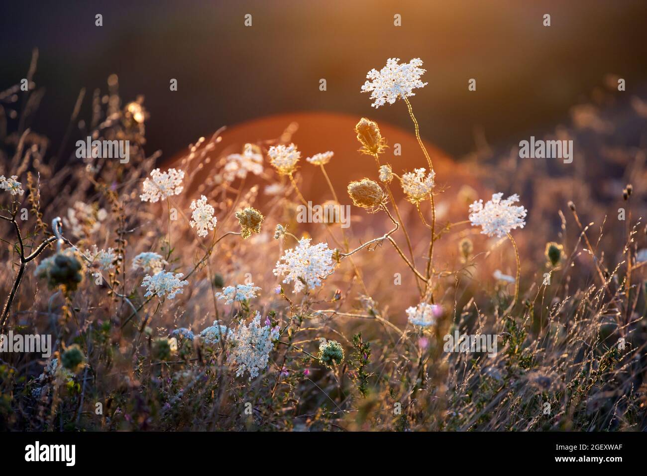 Nature backdrop. Beautiful summer meadow with wild flowers over sunset ...