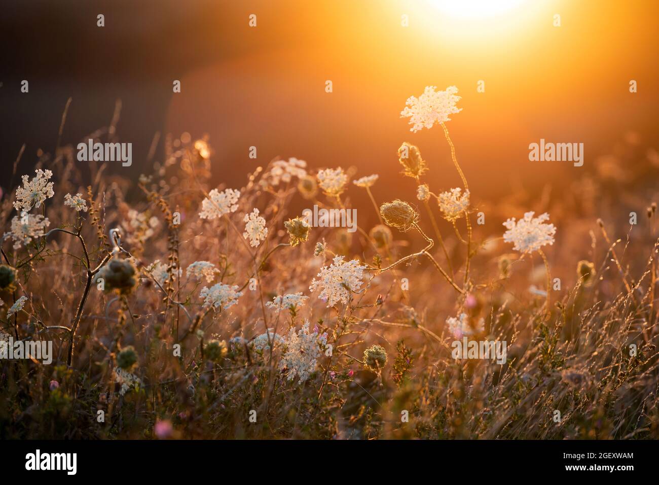 Nature backdrop. Beautiful summer meadow with wild flowers over sunset ...