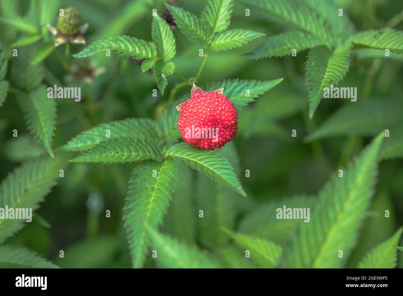 Tibetan strawberry-raspberry, berry. Roseleaf Rubus rosifolius. Close ...