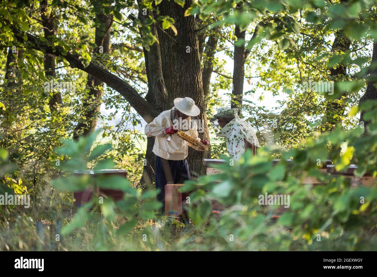 Beekeepers is working with bees and beehives on the apiary. Authentic ...