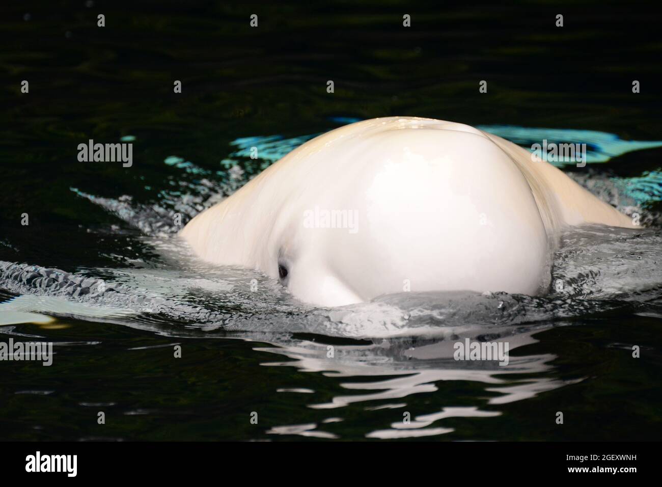 Beluga whale underwater Stock Photo - Alamy