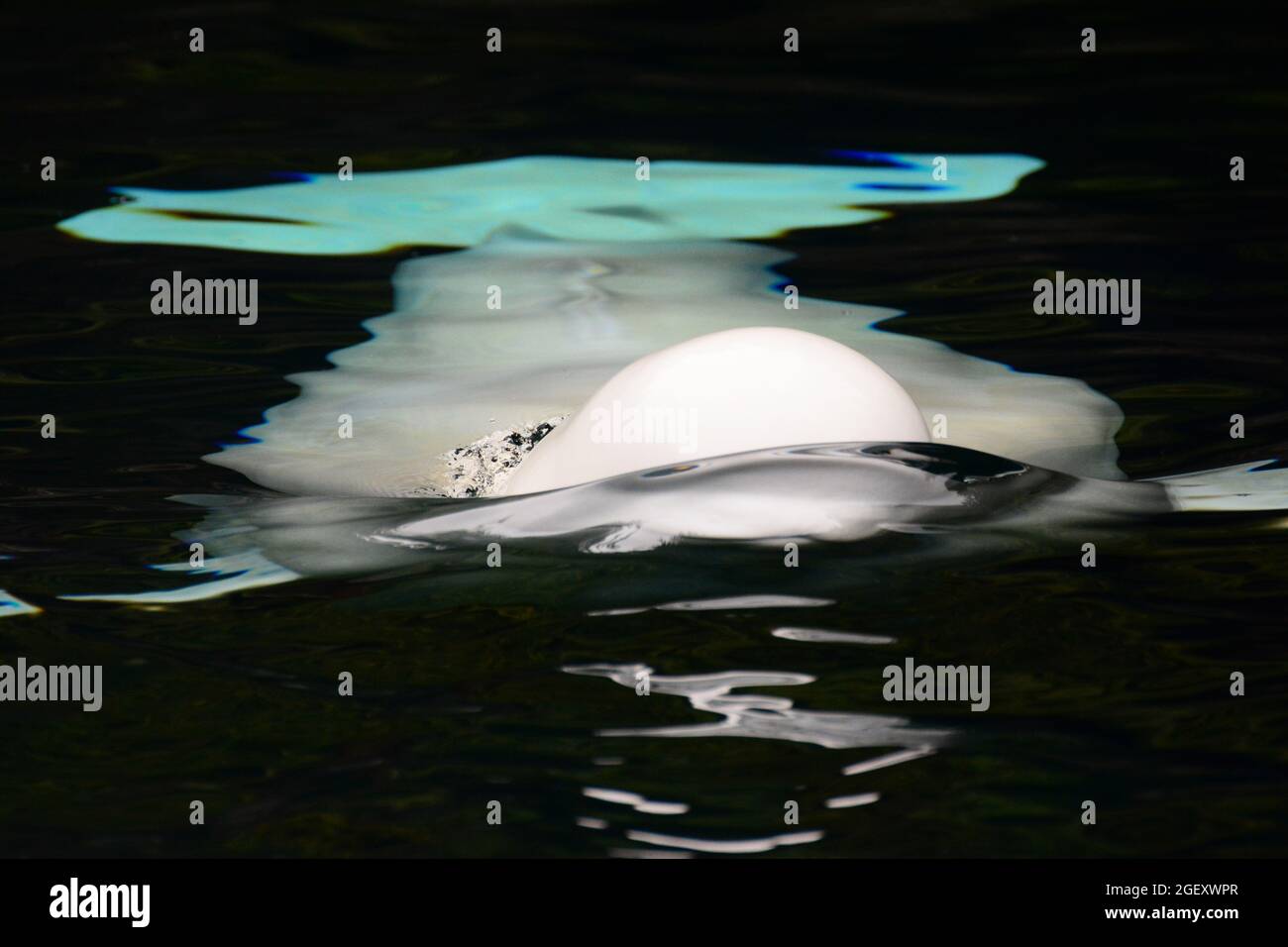 Beluga whale underwater Stock Photo - Alamy