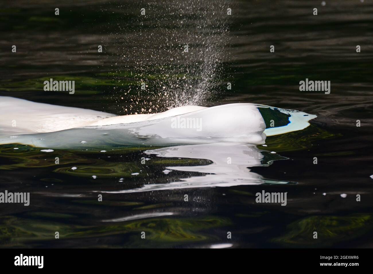 Beluga whale arctic hi-res stock photography and images - Alamy