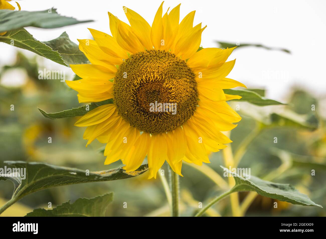 Natural sunflower growing in field background Stock Photo - Alamy