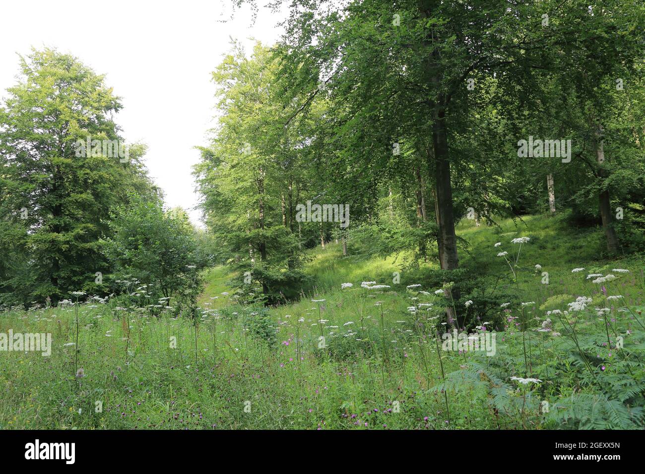 Woodland at Pennypot Wood, Denge Woods, Pennypot Lane, Chartham ...