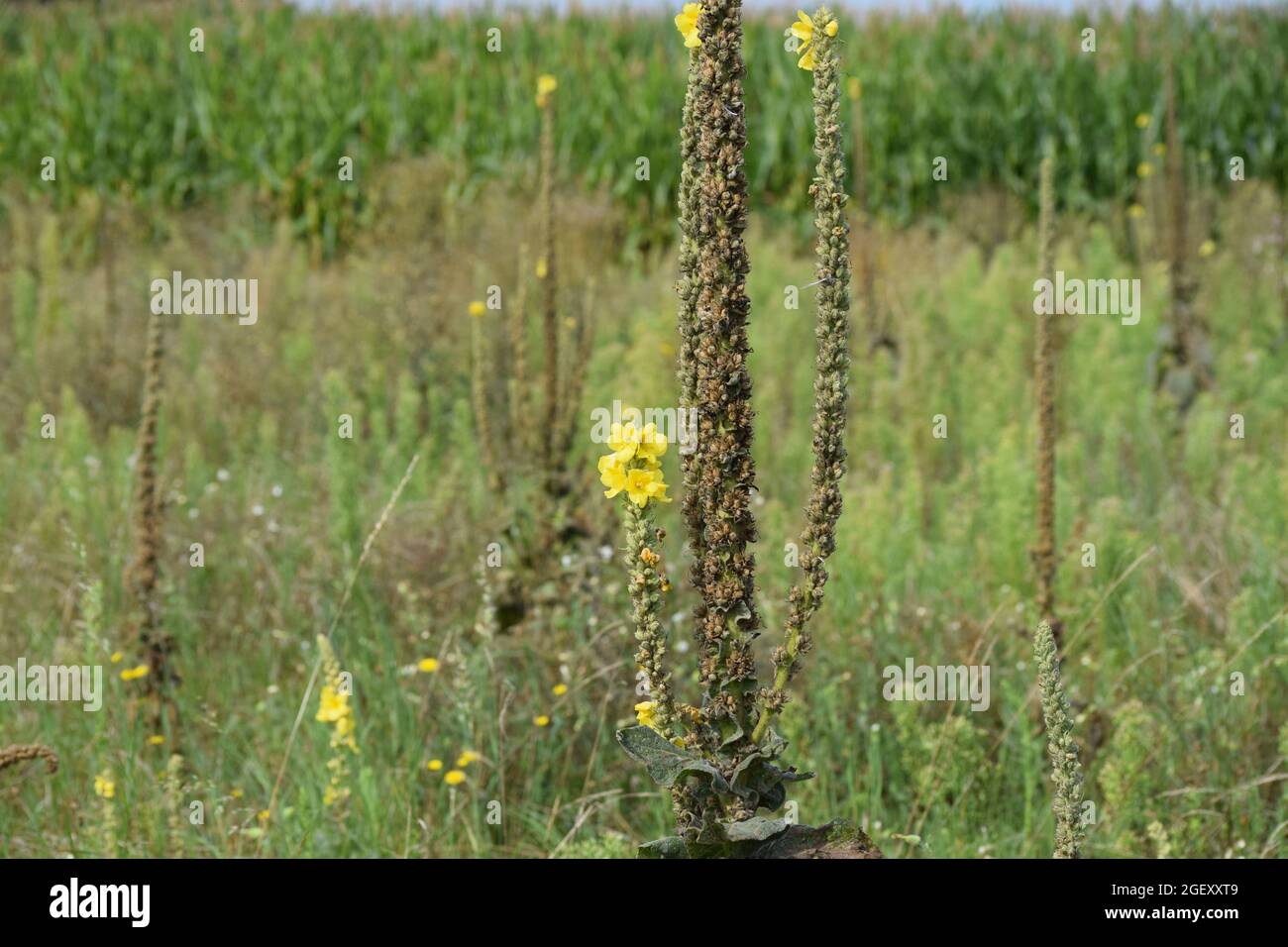 Large Flowered Mullein Verbascum Densiflorum High Resolution Stock ...