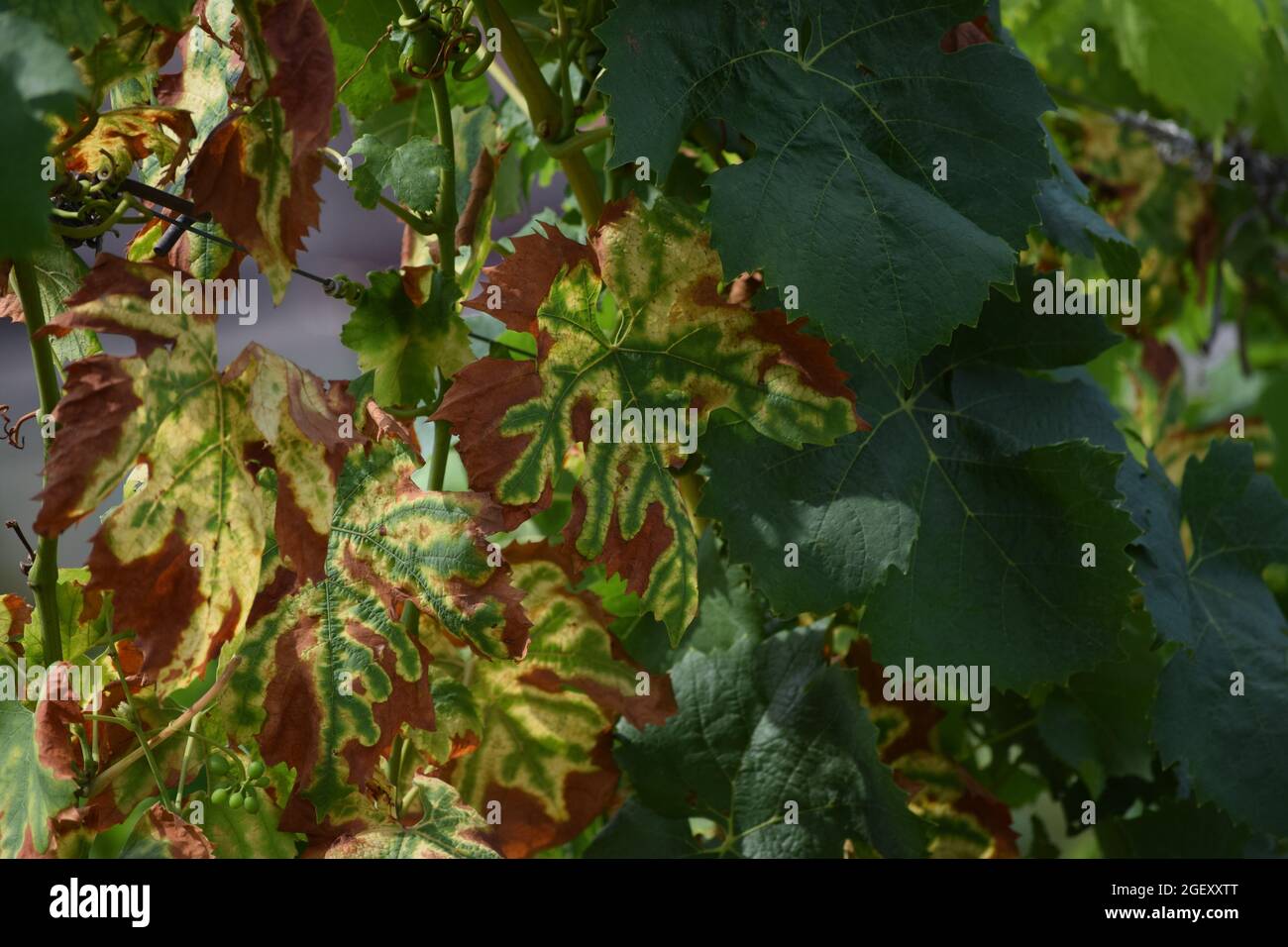 wilting Grape leaves in iridescent Colors with still Greens Stock Photo ...