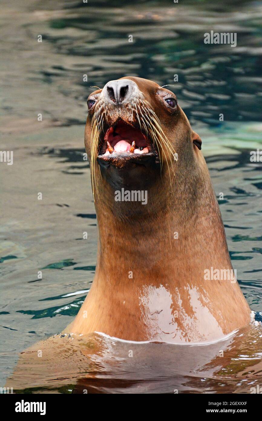 Portrait sea lion swimming hi-res stock photography and images - Alamy