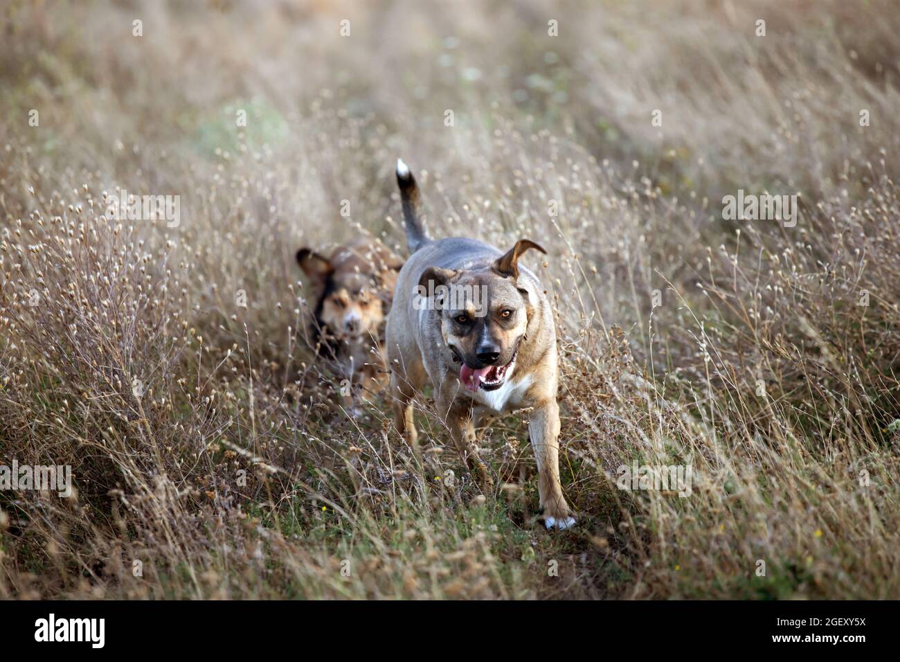 Adorable mongrel dogs in summer field in the sunset Stock Photo - Alamy