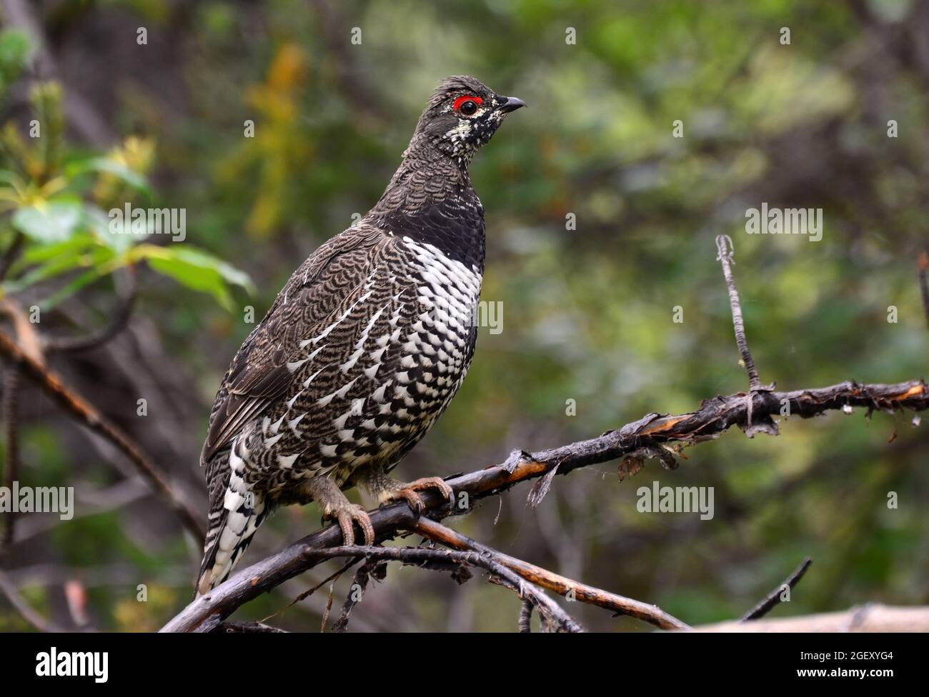 Spruce grouse,Falcipennis canadensis Stock Photo - Alamy