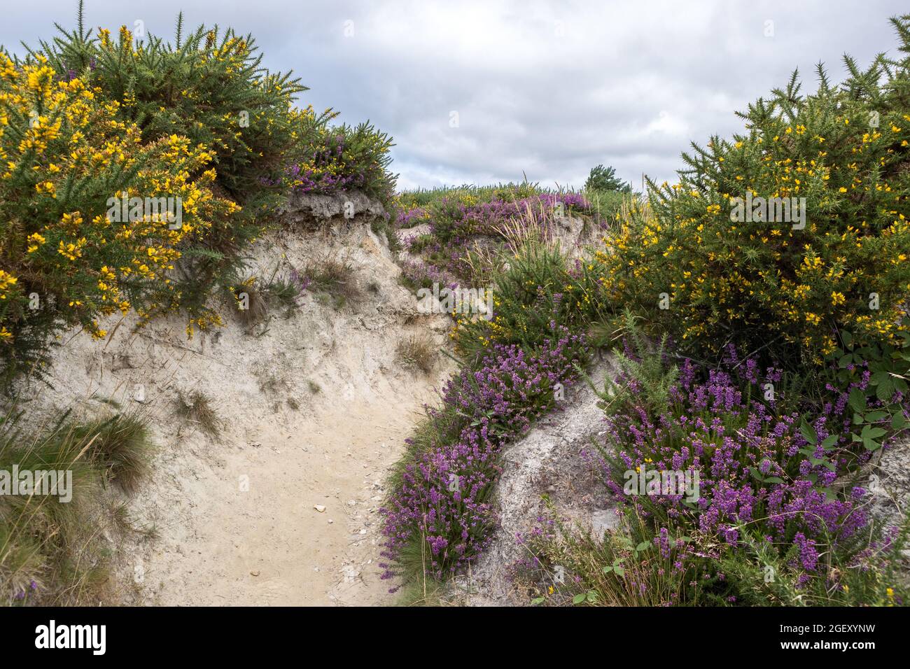 Ham common lake hi-res stock photography and images - Alamy