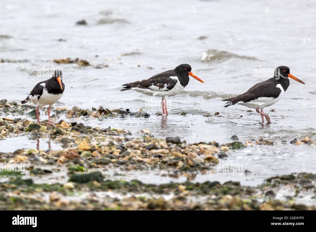 Eurasian oystercatcher, Haematopus ostralegus, Ham Common Nature ...