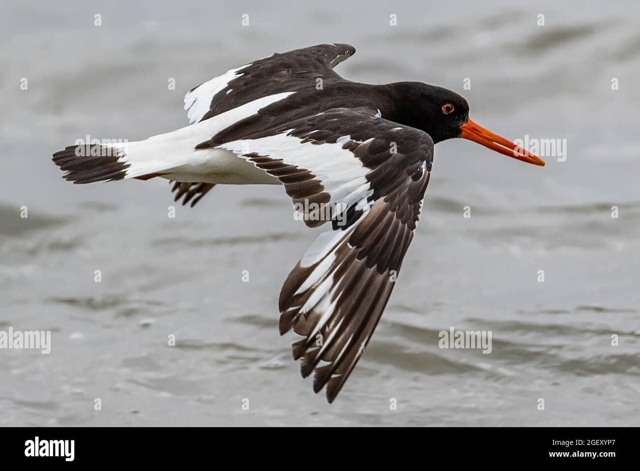 Eurasian oystercatcher, Haematopus ostralegus, Ham Common Nature ...