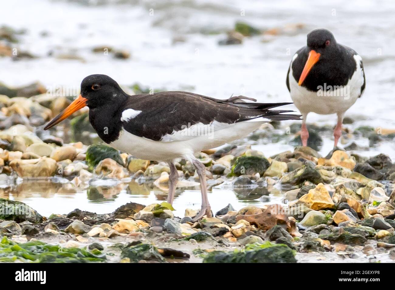 Eurasian oystercatcher, Haematopus ostralegus, Ham Common Nature ...