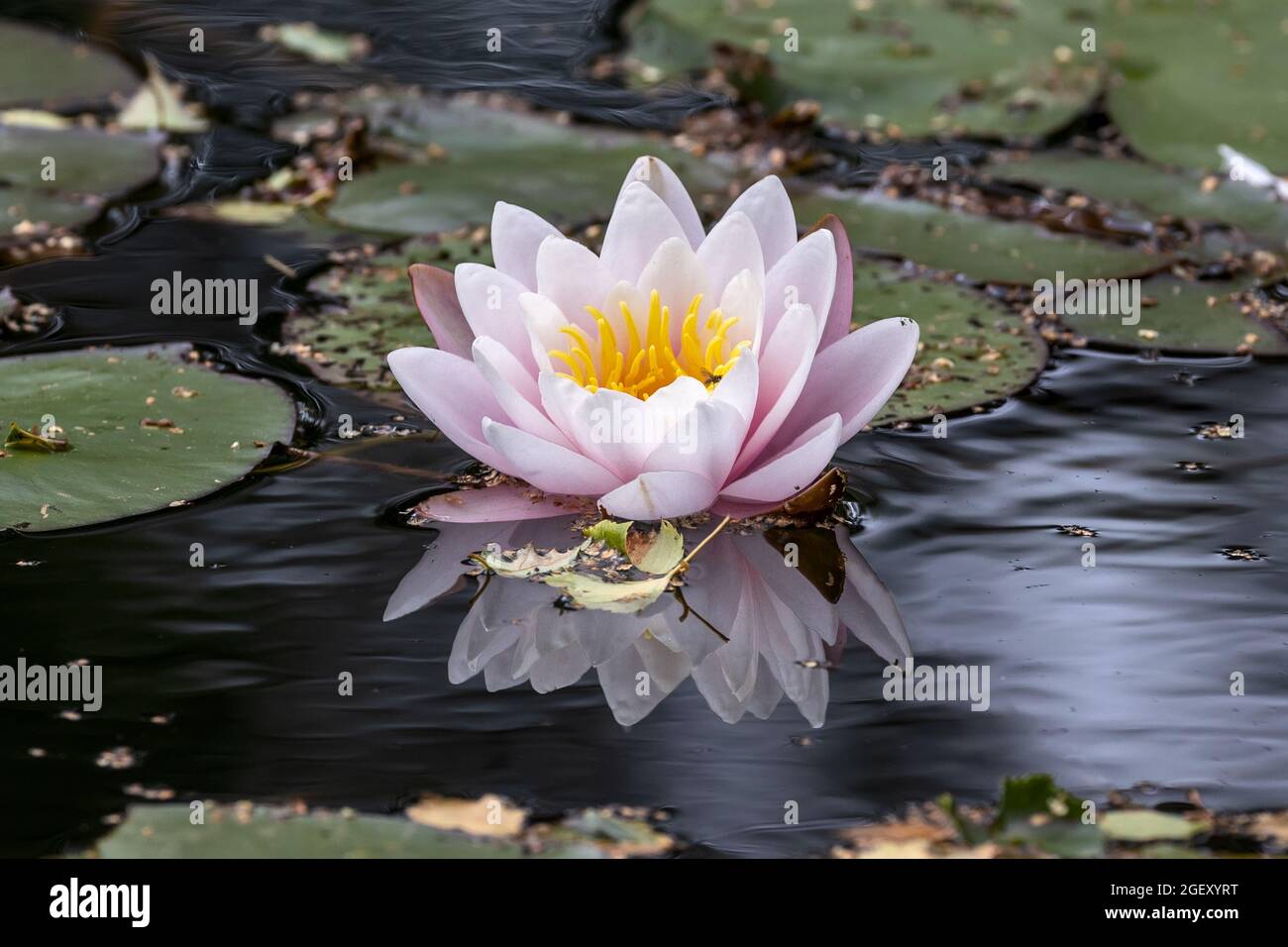 Lake ham common poole hi-res stock photography and images - Alamy