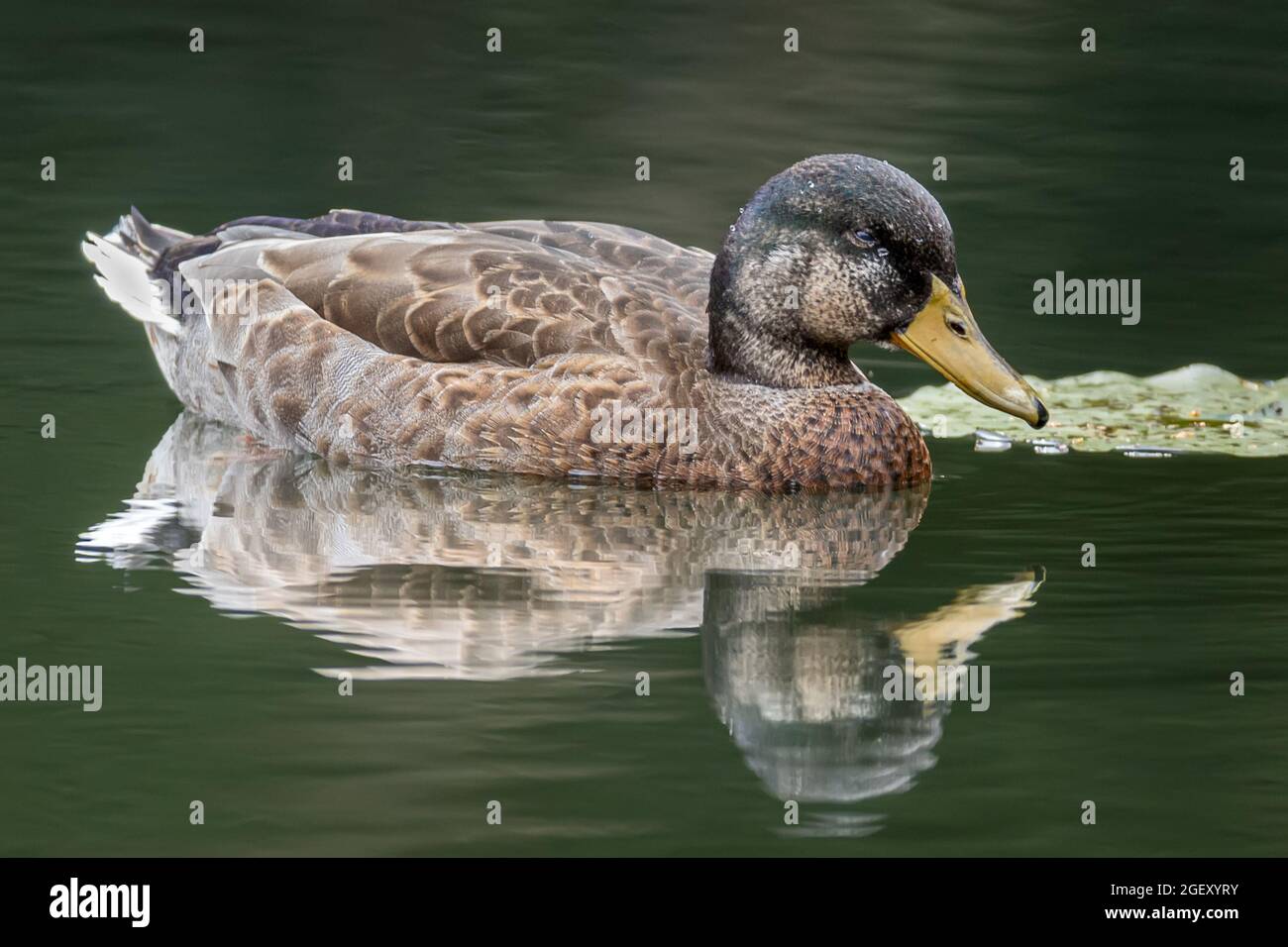 Eclipse male, Mallard, Anas platyrhynchos, Ham Common Nature Reserve ...
