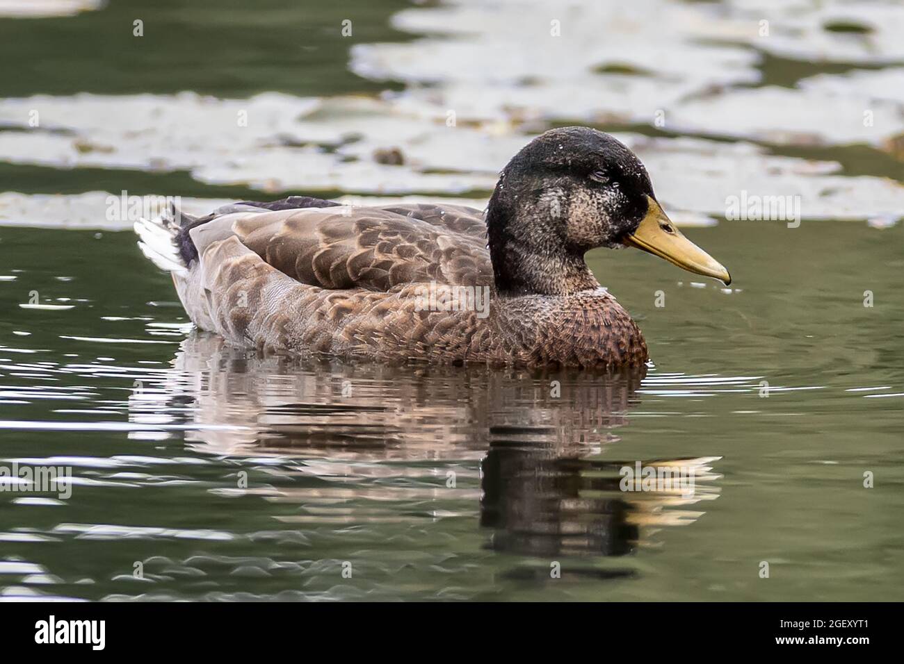Eclipse male, Mallard, Anas platyrhynchos, Ham Common Nature Reserve ...