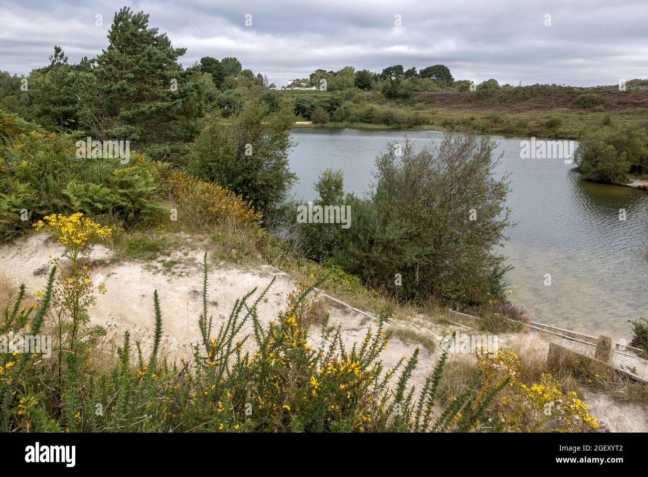 Ham common wood hi-res stock photography and images - Alamy