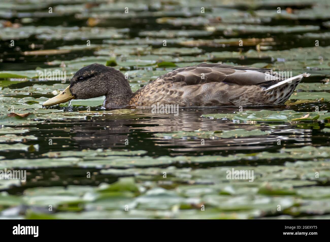 Eclipse male, Mallard, Anas platyrhynchos, feeding, Ham Common Nature ...