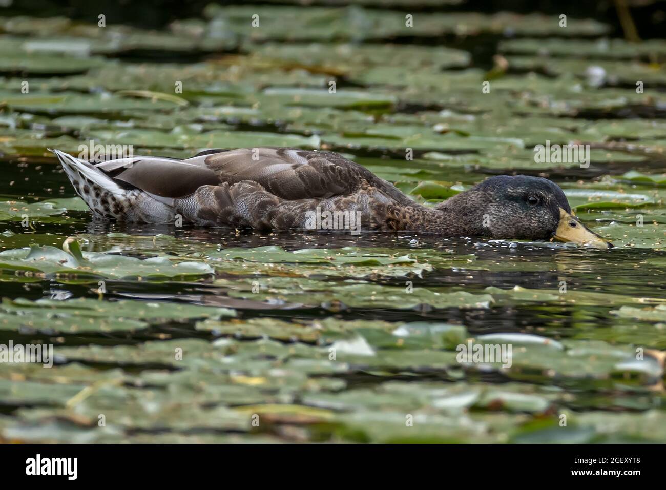 Eclipse male, Mallard, Anas platyrhynchos, feeding, Ham Common Nature ...