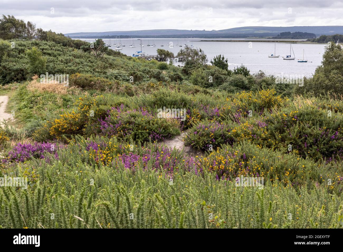 Ham common lake hi-res stock photography and images - Alamy
