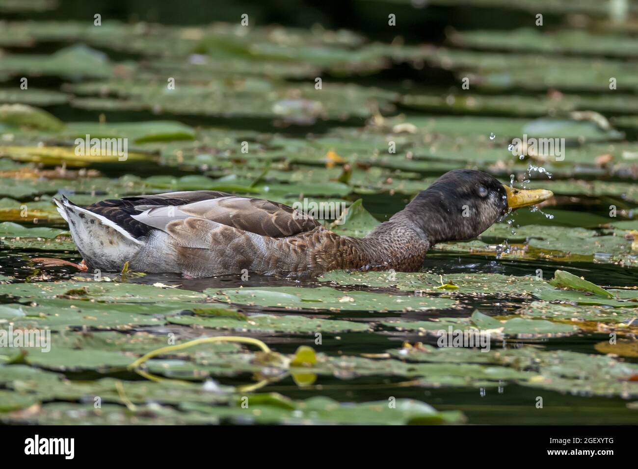 Eclipse male, Mallard, Anas platyrhynchos, shaking off water, Ham ...