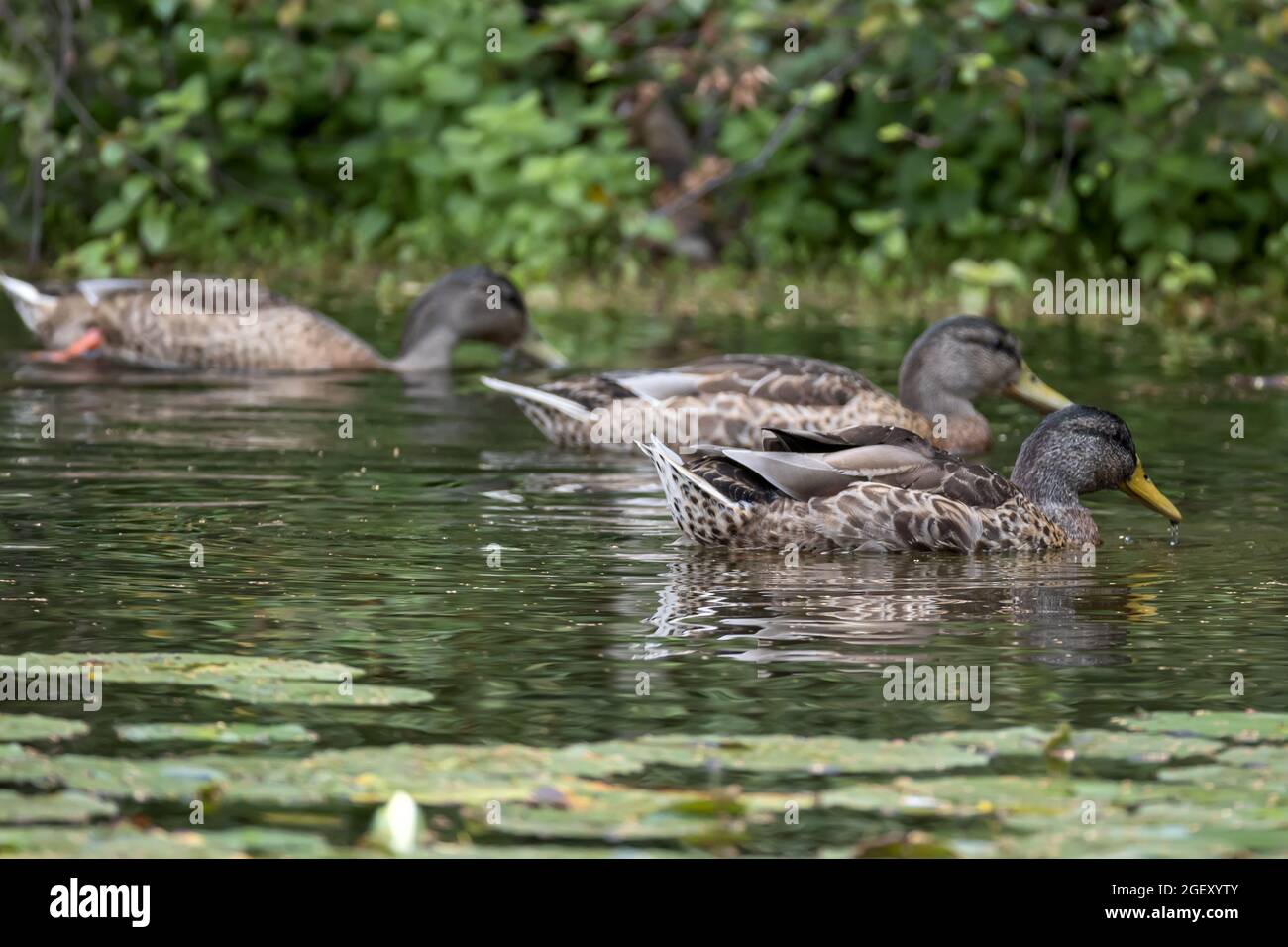 Lake ham common poole hi-res stock photography and images - Alamy