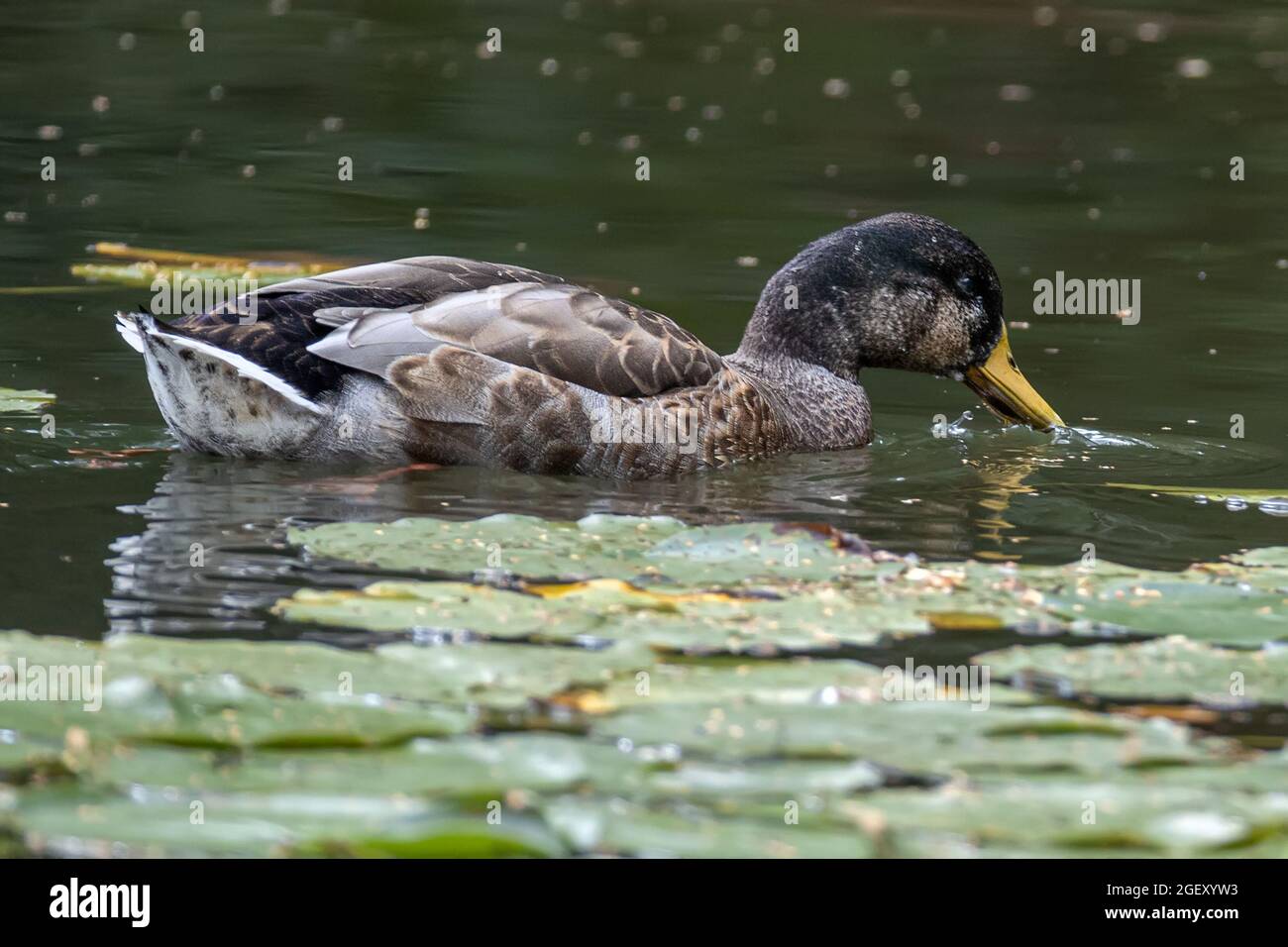 Eclipse male, Mallard, Anas platyrhynchos, feeding, Ham Common Nature ...