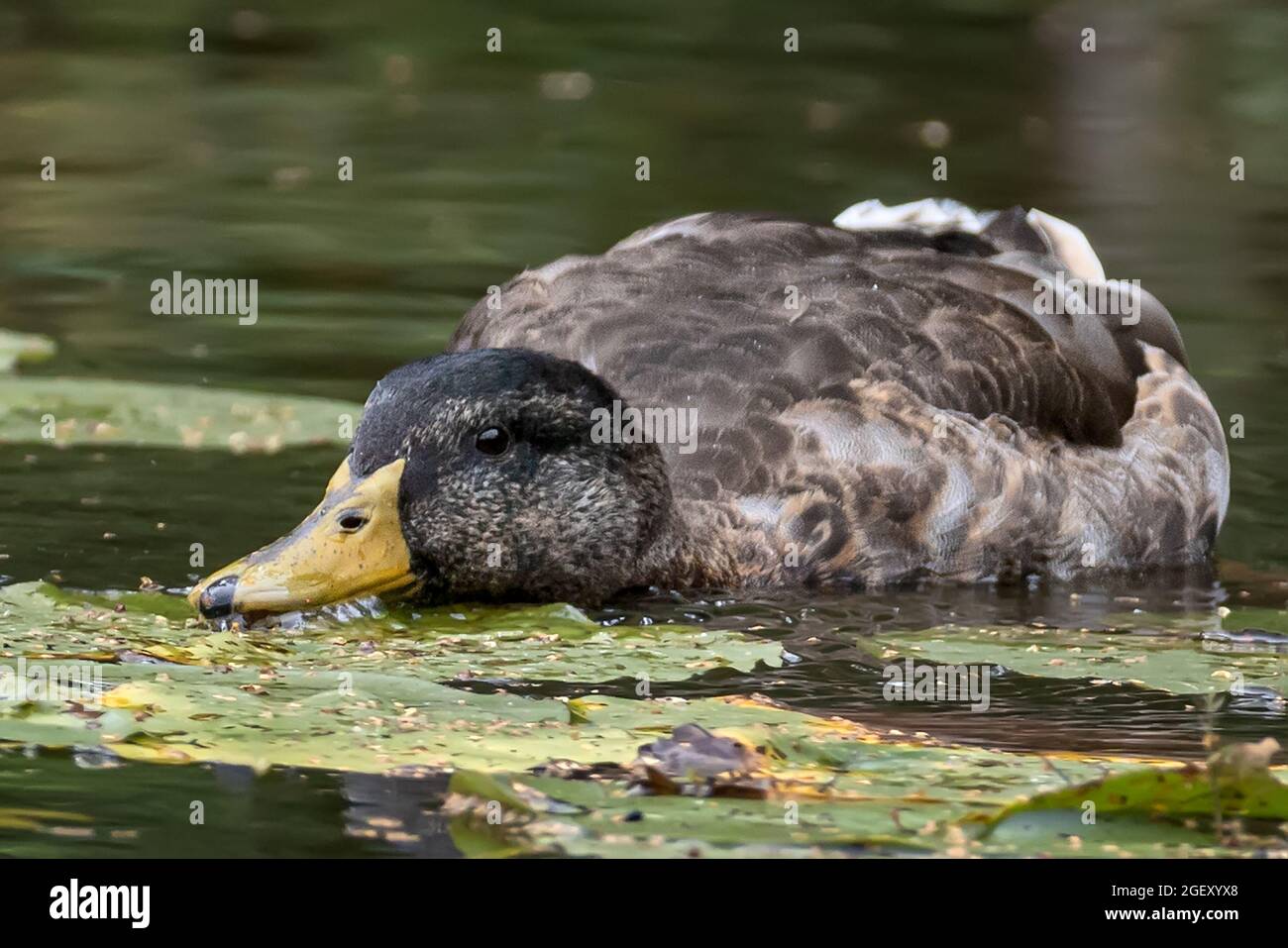 Eclipse male, Mallard, Anas platyrhynchos, feeding, Ham Common Nature ...