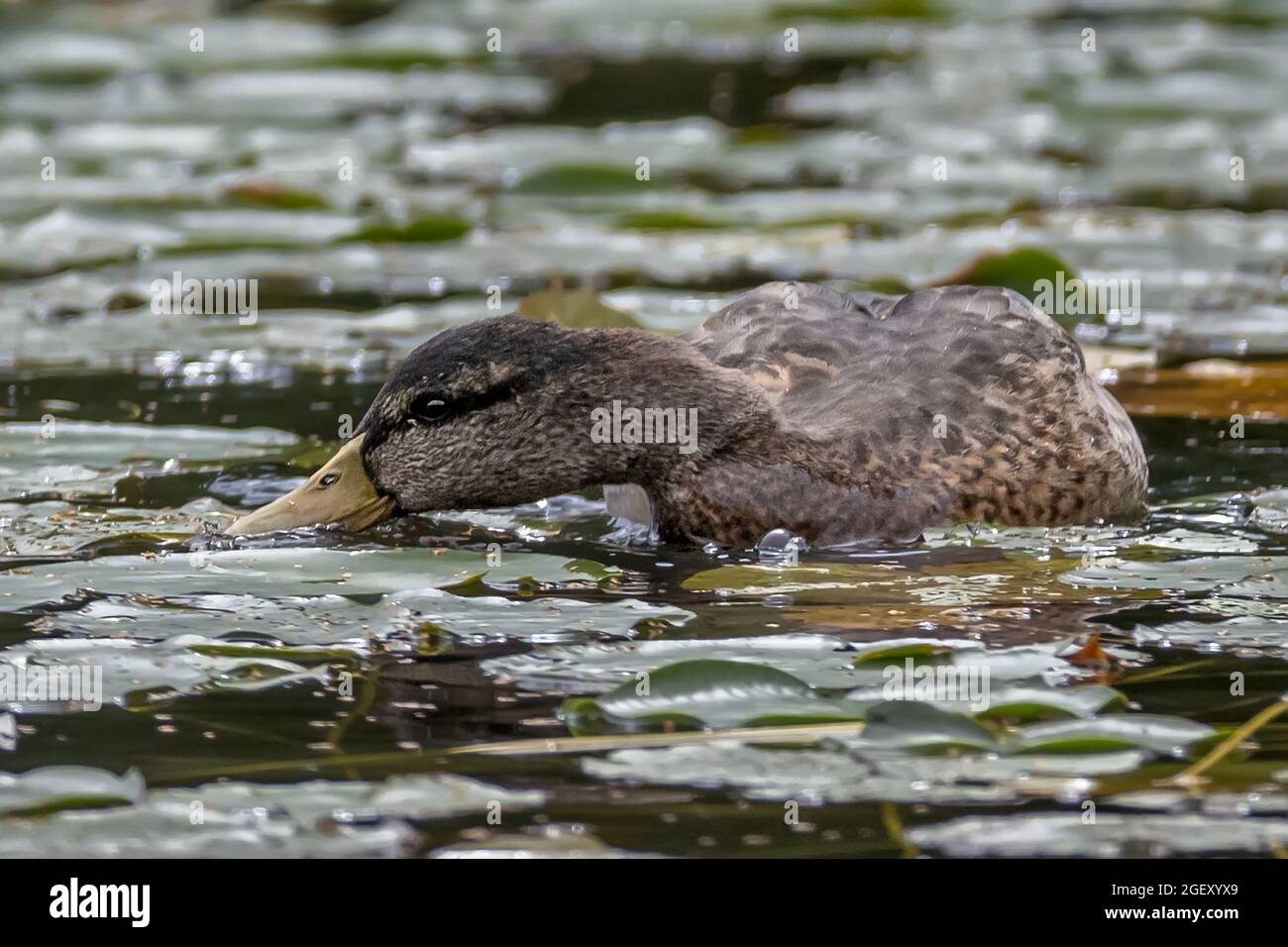 Ham common lake hi-res stock photography and images - Alamy