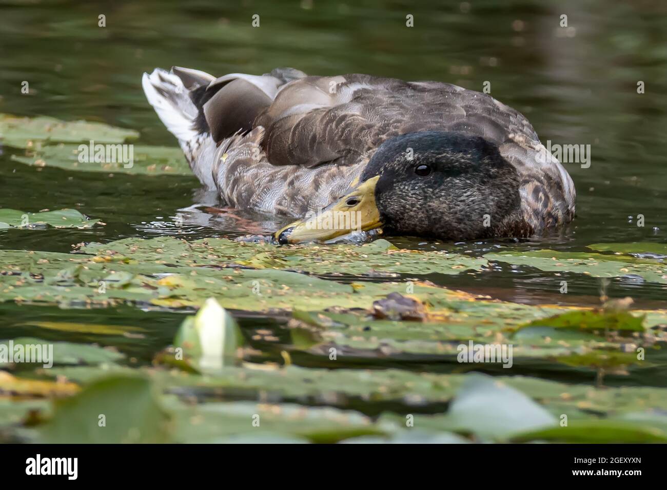 Eclipse male, Mallard, Anas platyrhynchos, feeding, Ham Common Nature ...