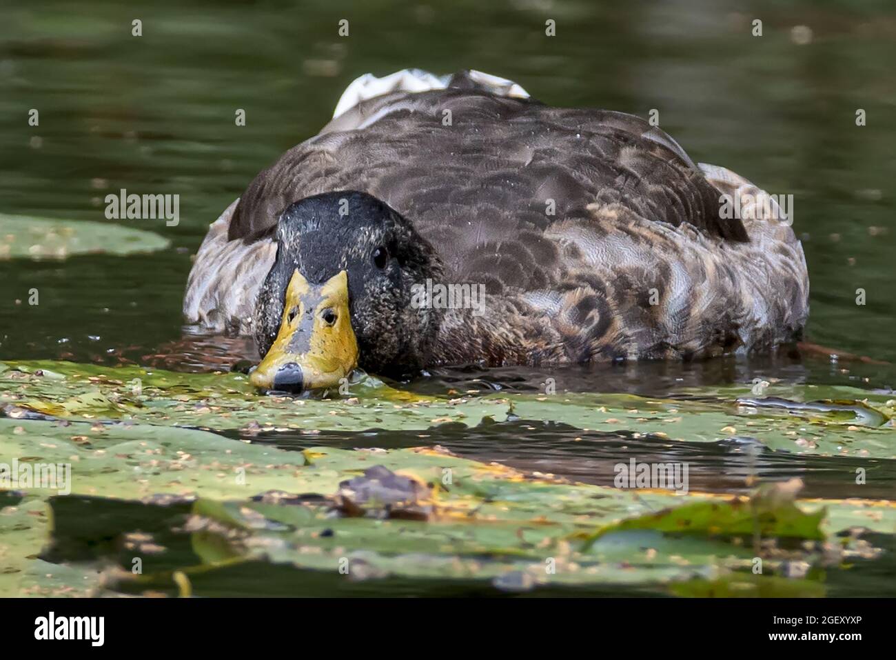 Ham common lake hi-res stock photography and images - Alamy