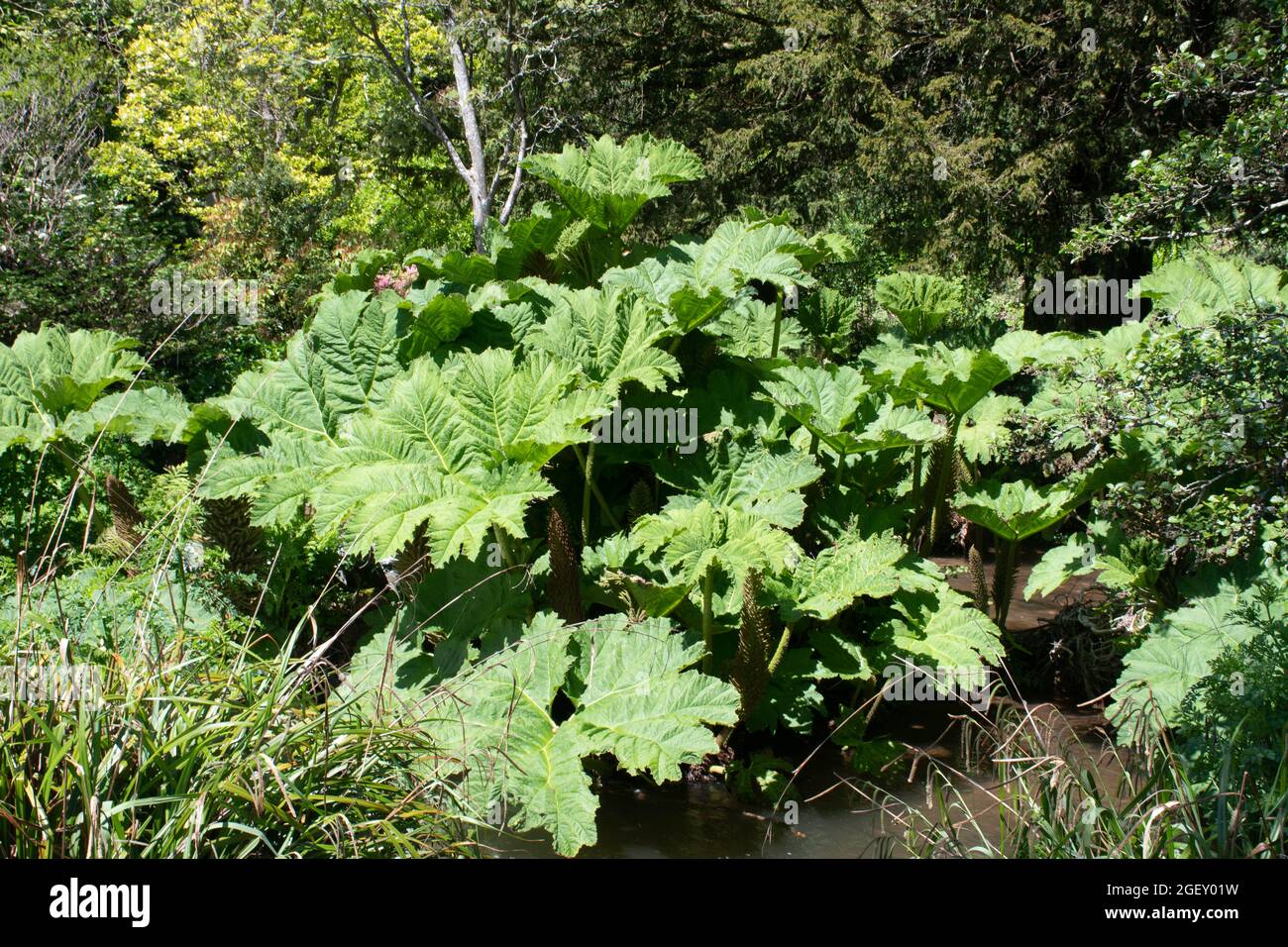 Giant rhubarb gunnera manicata leaf hi-res stock photography and images ...