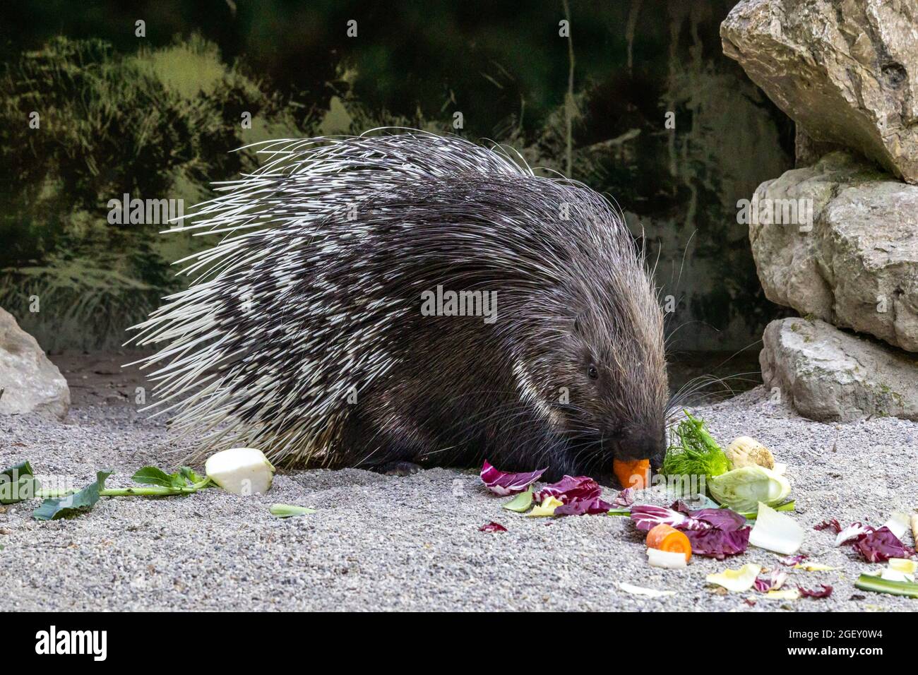 The Indian crested Porcupine, Hystrix indica or Indian porcupine, is a ...