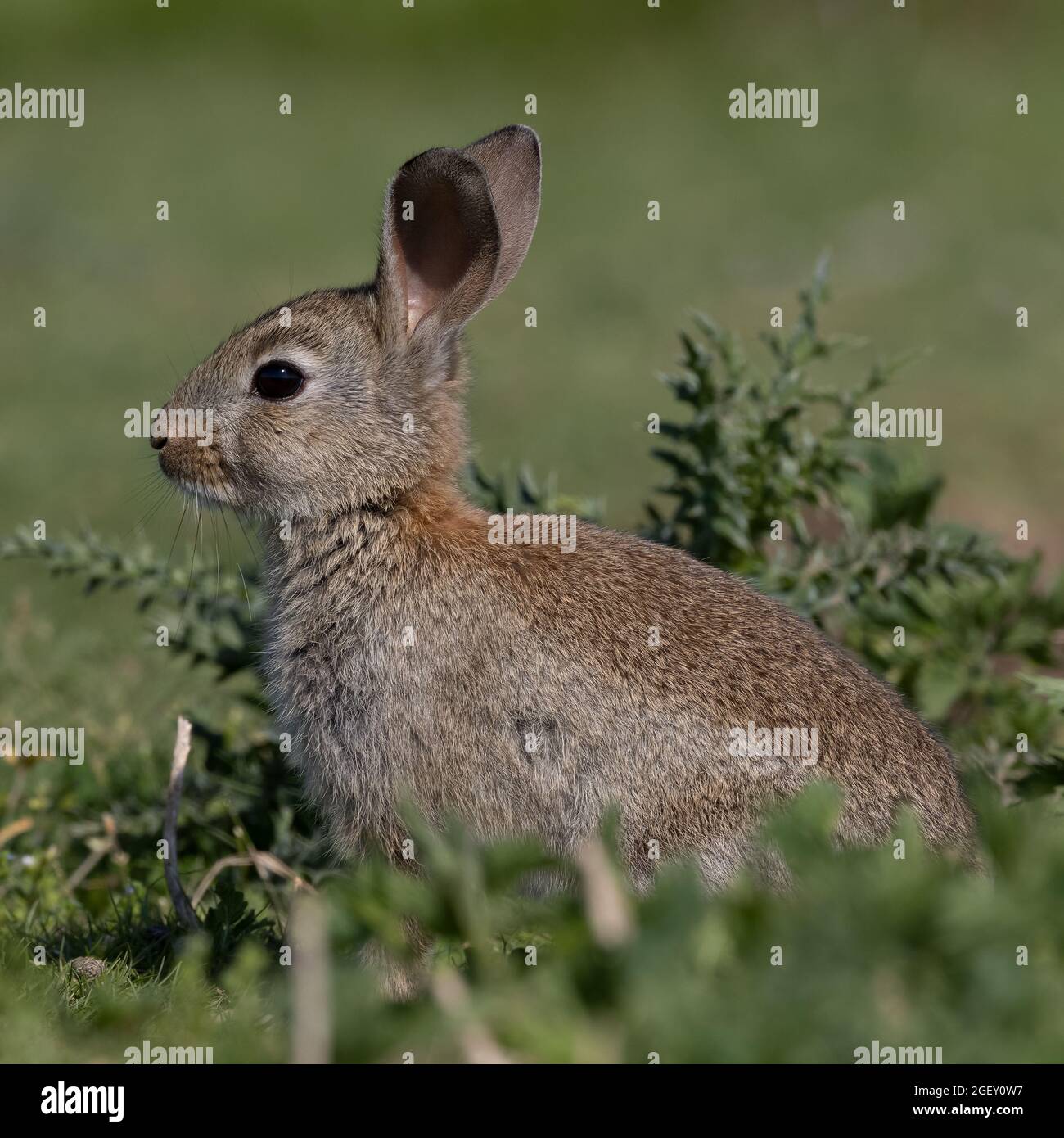 European rabbit, Common rabbit, Bunny, Oryctolagus cuniculus sitting on ...