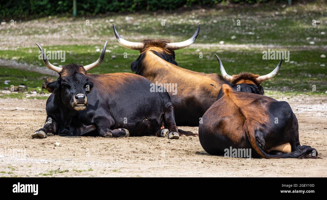 Heck cattle, Bos primigenius taurus, claimed to resemble the extinct ...