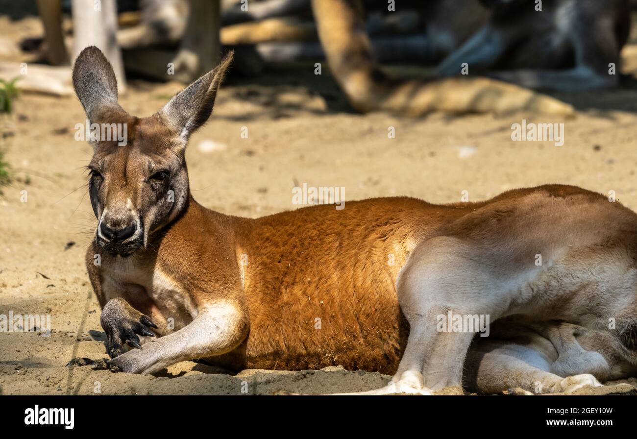 The red kangaroo, Macropus rufus is the largest of all kangaroos, the ...