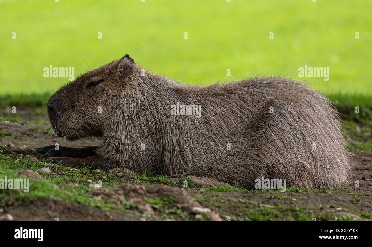 The capybara, Hydrochoerus hydrochaeris is a mammal native to South ...