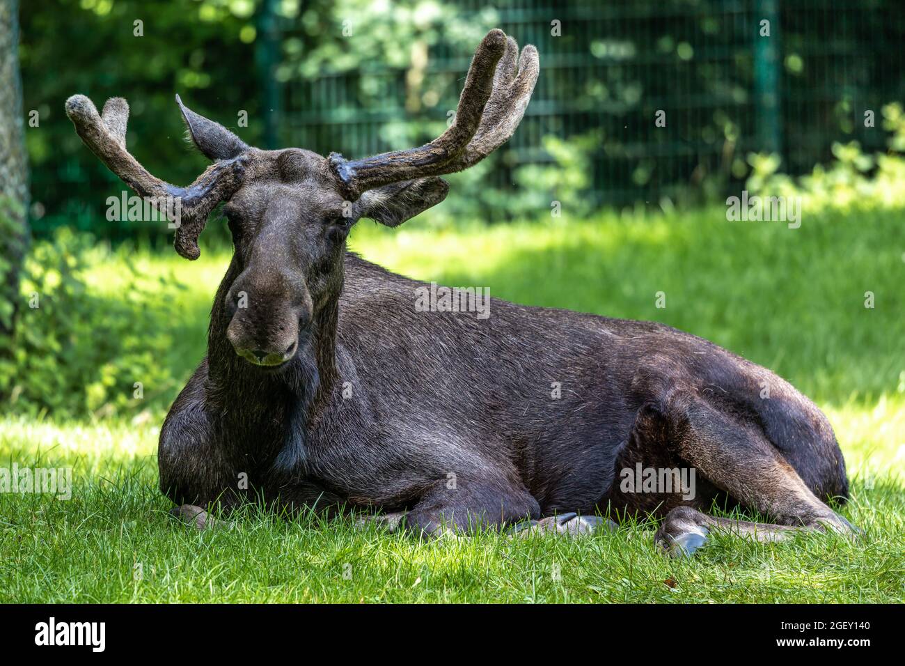European Moose, Alces alces, also known as the elk. Wild life animal ...