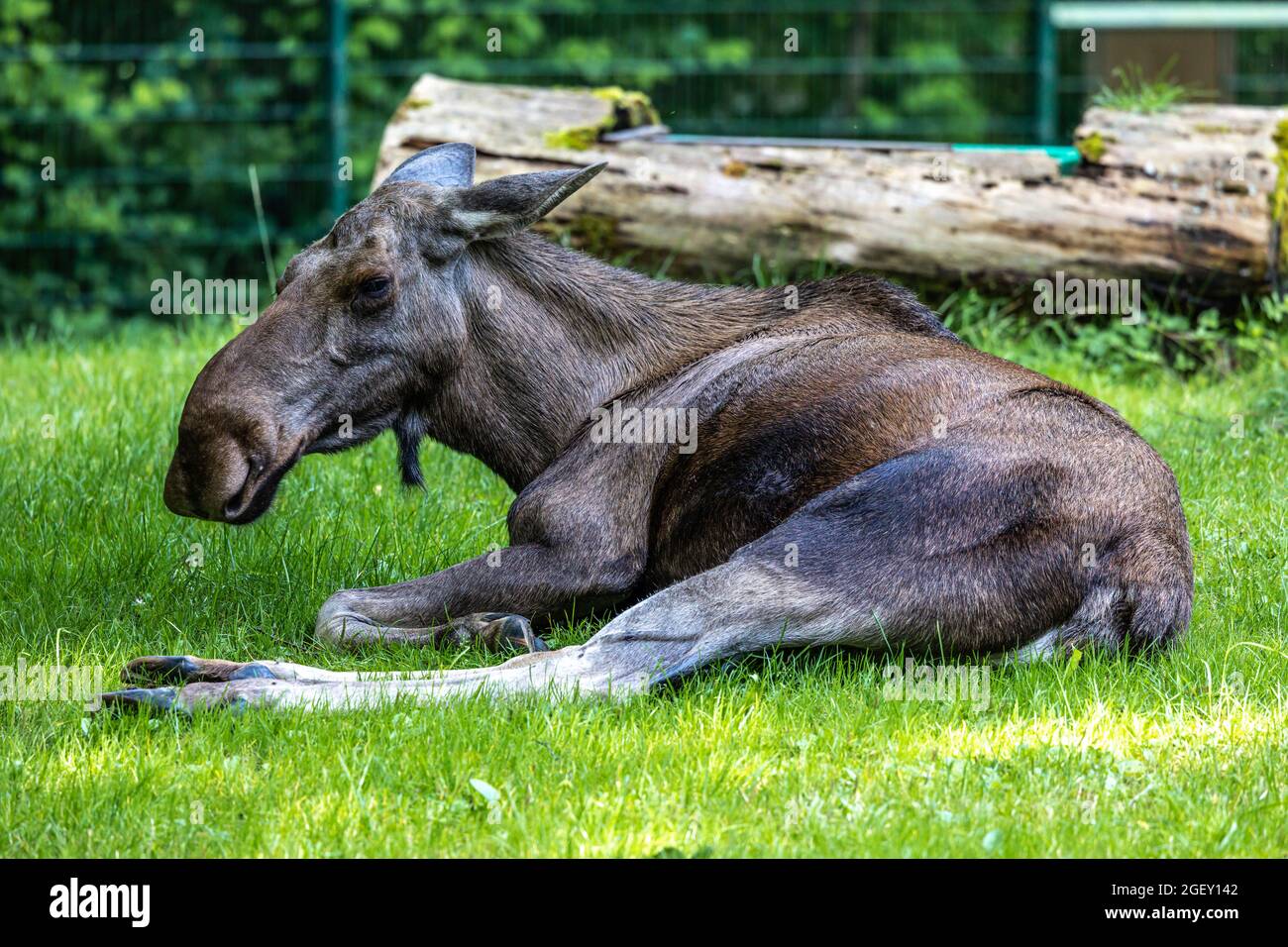 European Moose, Alces alces, also known as the elk. Wild life animal ...