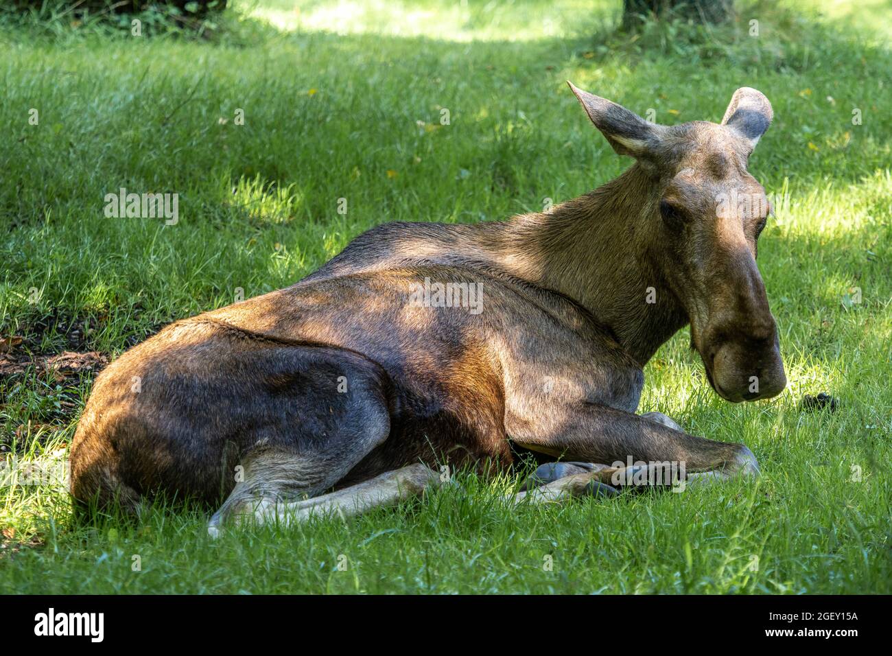 European Moose, Alces alces, also known as the elk. Wild life animal ...