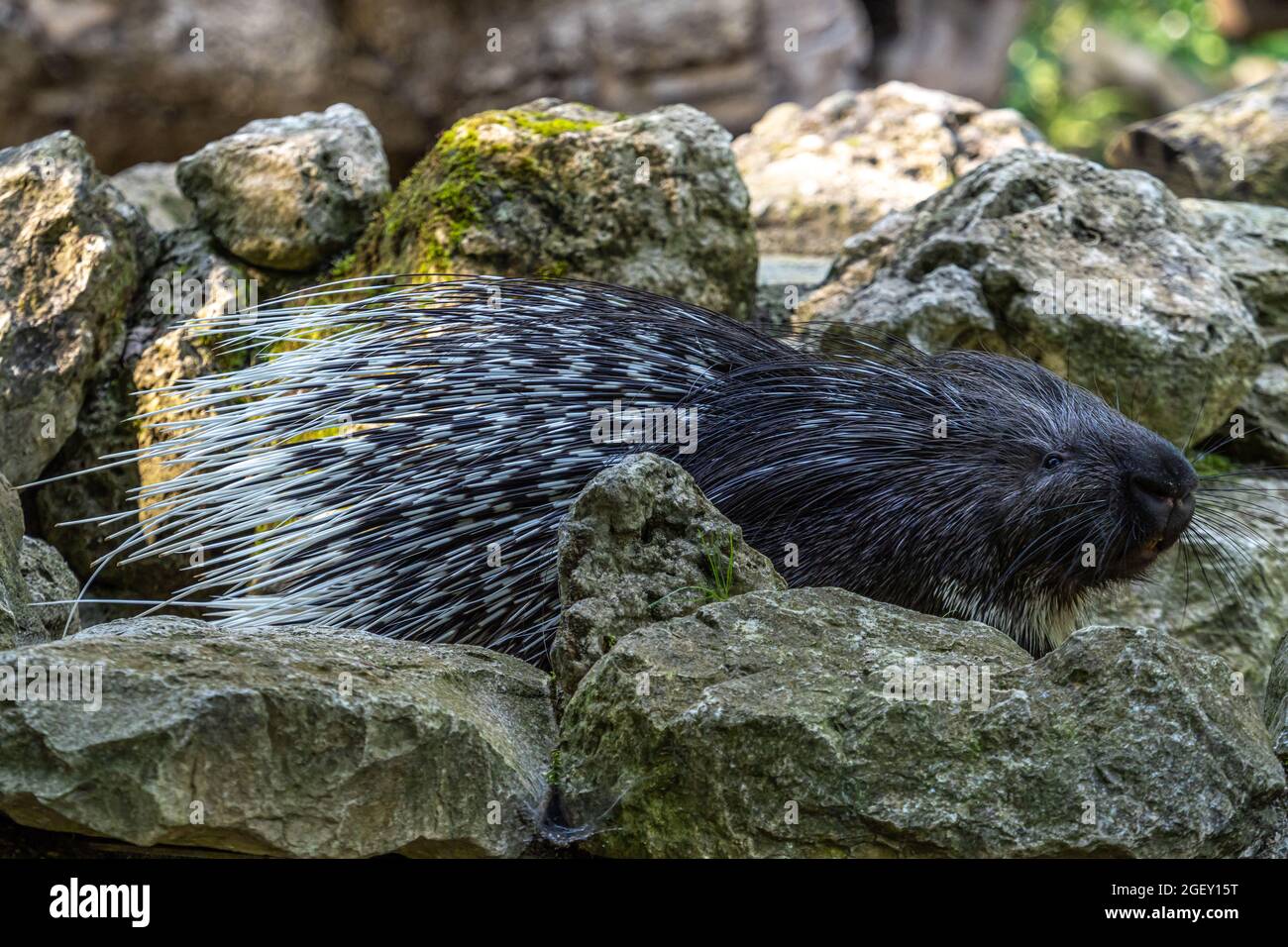The Indian crested Porcupine, Hystrix indica or Indian porcupine, is a ...