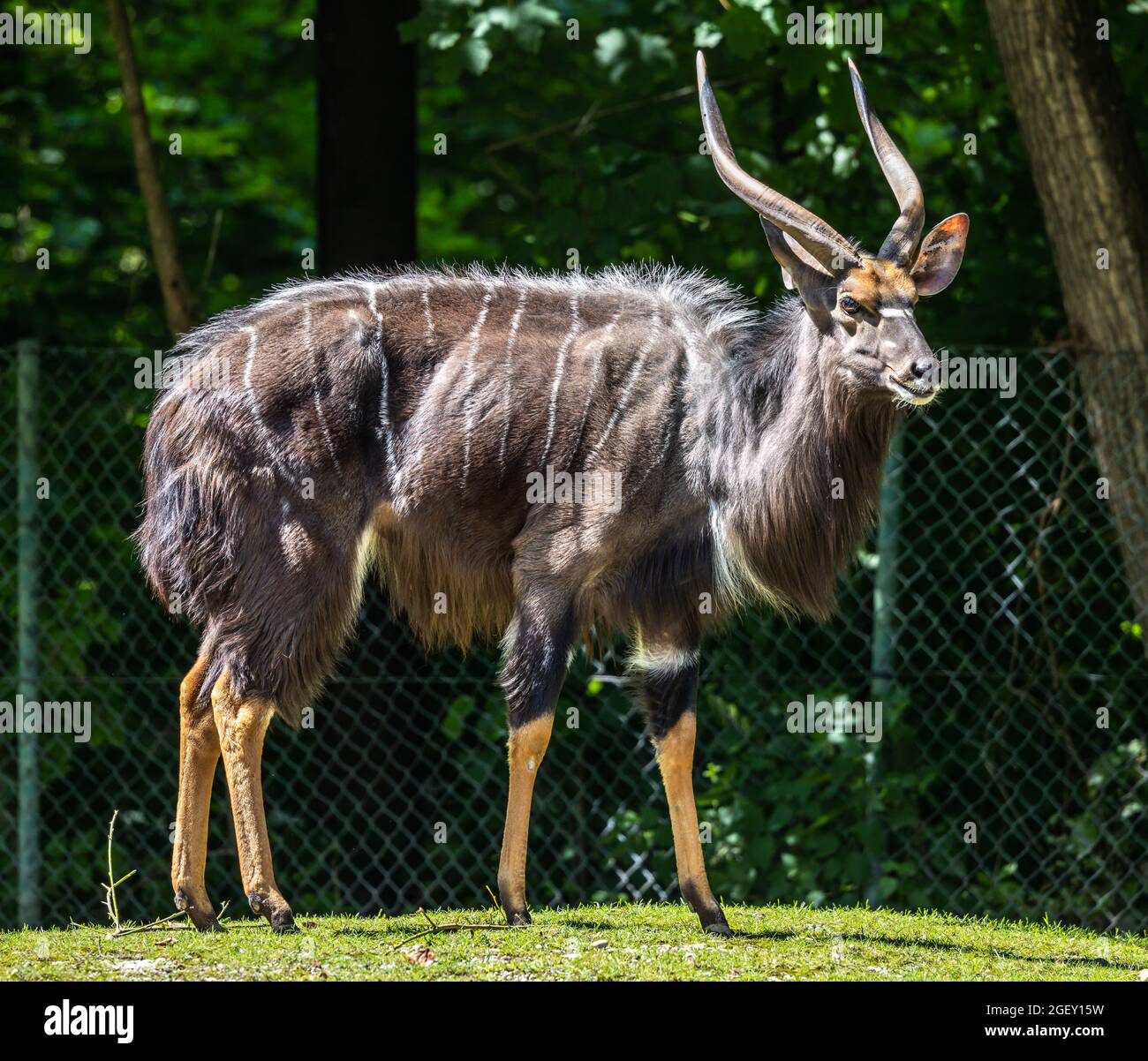 The nyala, Tragelaphus angasii is a spiral-horned antelope native to ...