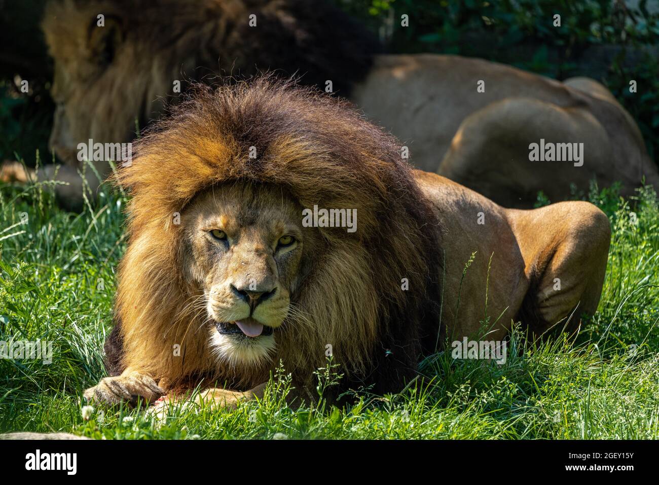 The lion, Panthera leo is one of the four big cats in the genus ...