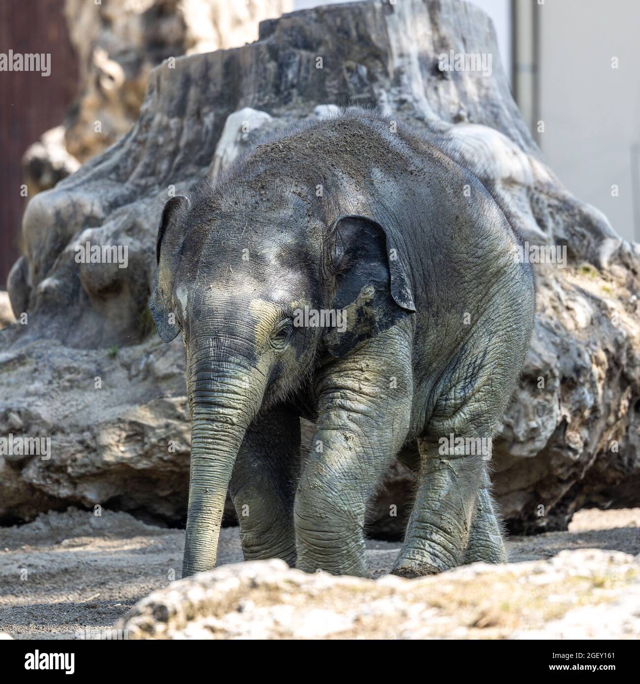 The Asian elephant, Elephas maximus also called Asiatic elephant, is ...