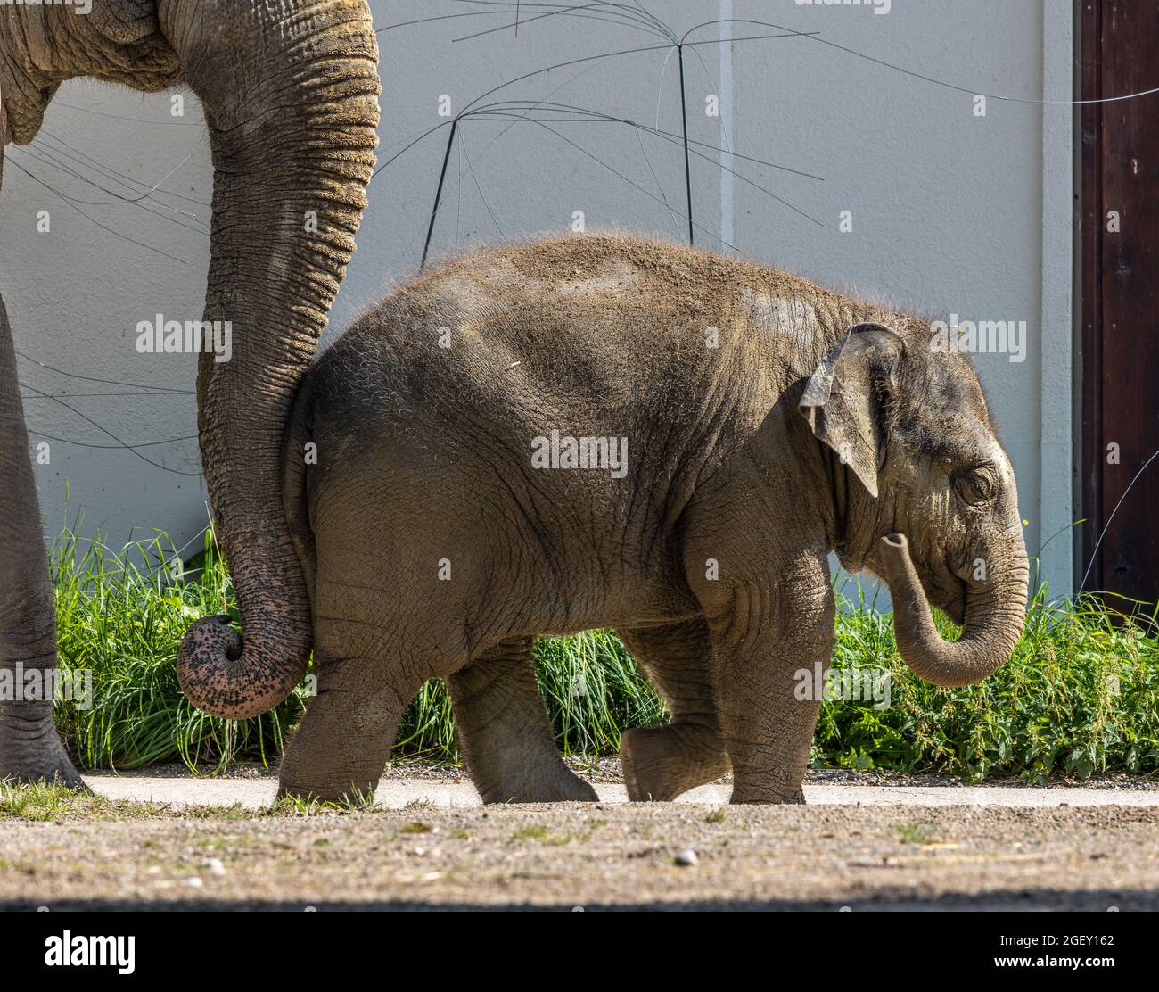 The Asian elephant, Elephas maximus also called Asiatic elephant, is ...
