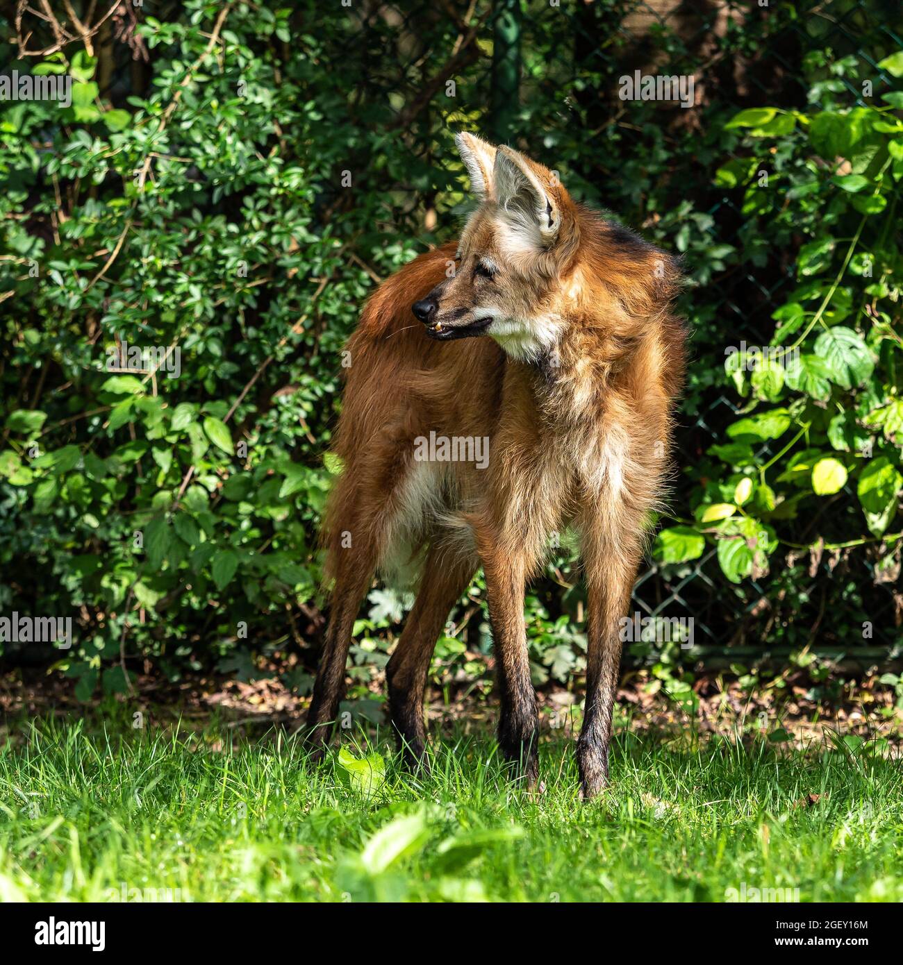 The Maned Wolf, Chrysocyon brachyurus is the largest canid of South America. This mammal lives ...