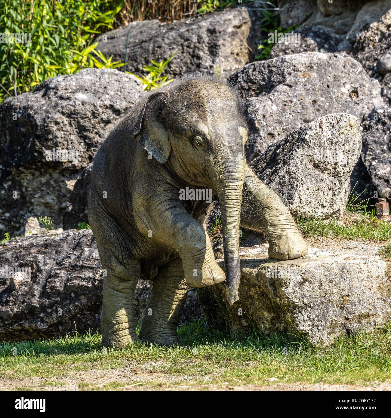The Asian elephant, Elephas maximus also called Asiatic elephant, is ...